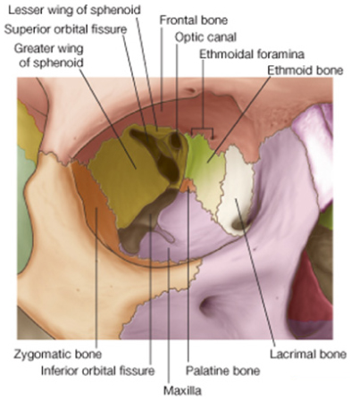 Fracturas De Órbita – Martha Rodriguez
